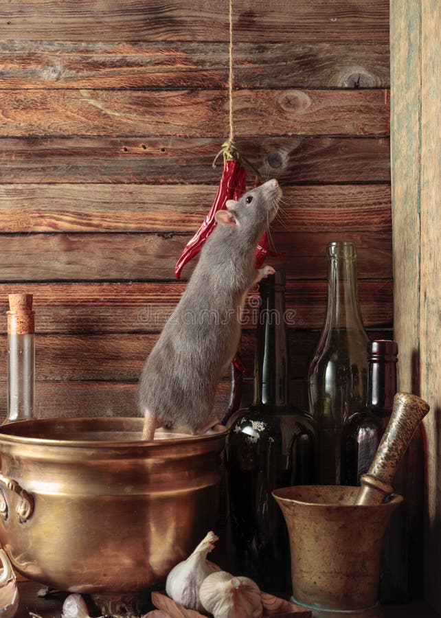 Rat on a Table with Old Kitchen Utensils Stock Photo - Image of rural ...