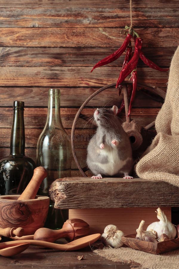 Rat on a Table in an Old Shed Stock Image - Image of nature, domestic ...
