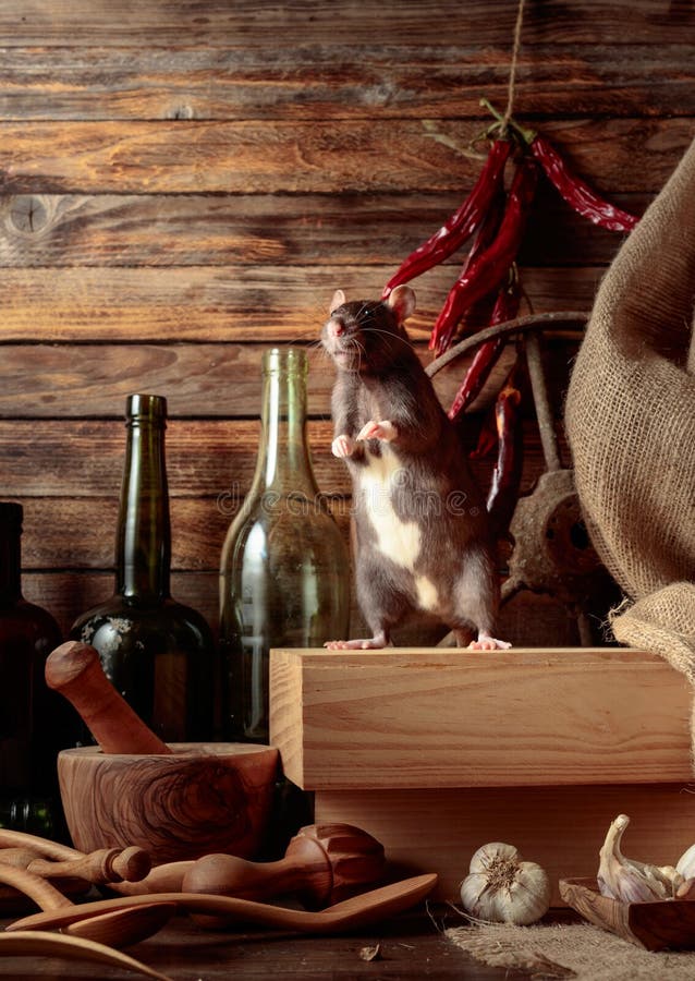 Rat on a Table in an Old Shed Stock Photo - Image of wooden, pretty ...
