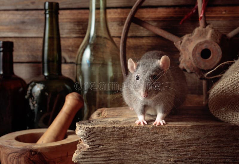 Rat on a Table in an Old Shed Stock Photo - Image of house, cute: 317166336