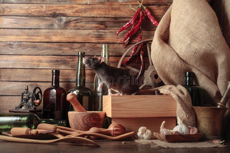 Rat on a Table in an Old Shed Stock Photo - Image of pepper, mammal ...