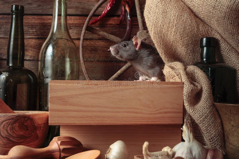 Rat on a Table in an Old Shed Stock Photo - Image of burlap, mortar ...