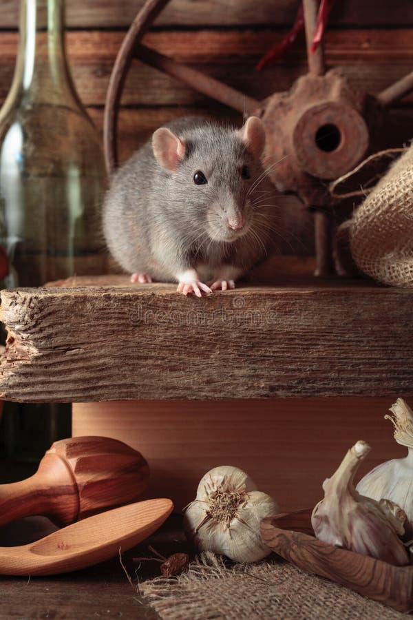 Rat on a Table in an Old Shed Stock Photo - Image of domestic ...