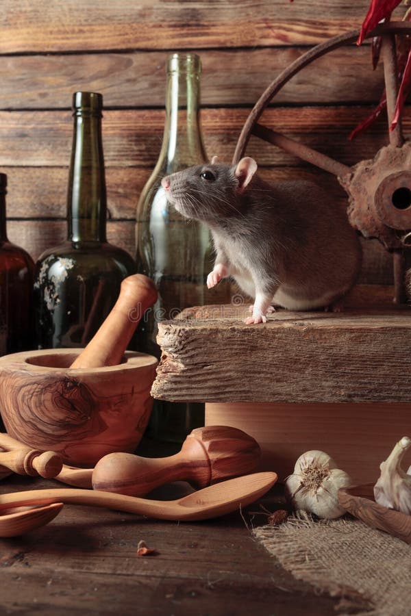 Rat on a Table in an Old Shed Stock Photo - Image of bottle, house ...