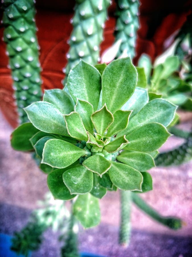 Rat tail Cactus fower stock image. Image of fower, cactus - 50487635