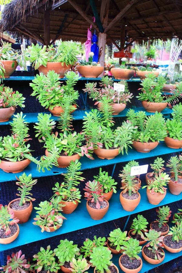 Rat tail cactus shop stock photo. Image of cactus, garden - 58030448