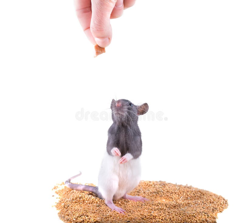 The rat takes a forage stock image. Image of cage, animals - 39010299