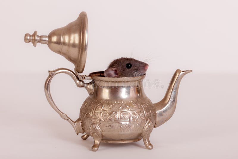 Rat in a teapot stock image. Image of mammal, pets, curious - 230920973