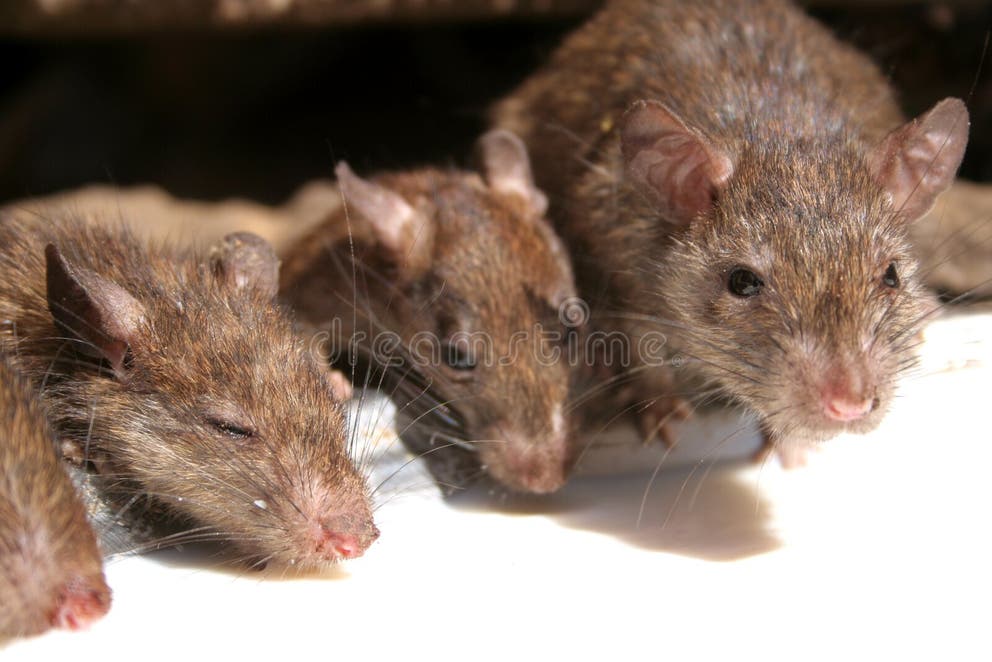 The Rat Temple stock image. Image of india, rats, karni - 16176925