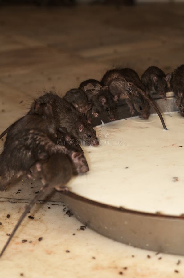 Rat Temple stock photo. Image of indian, religious, church - 3829284