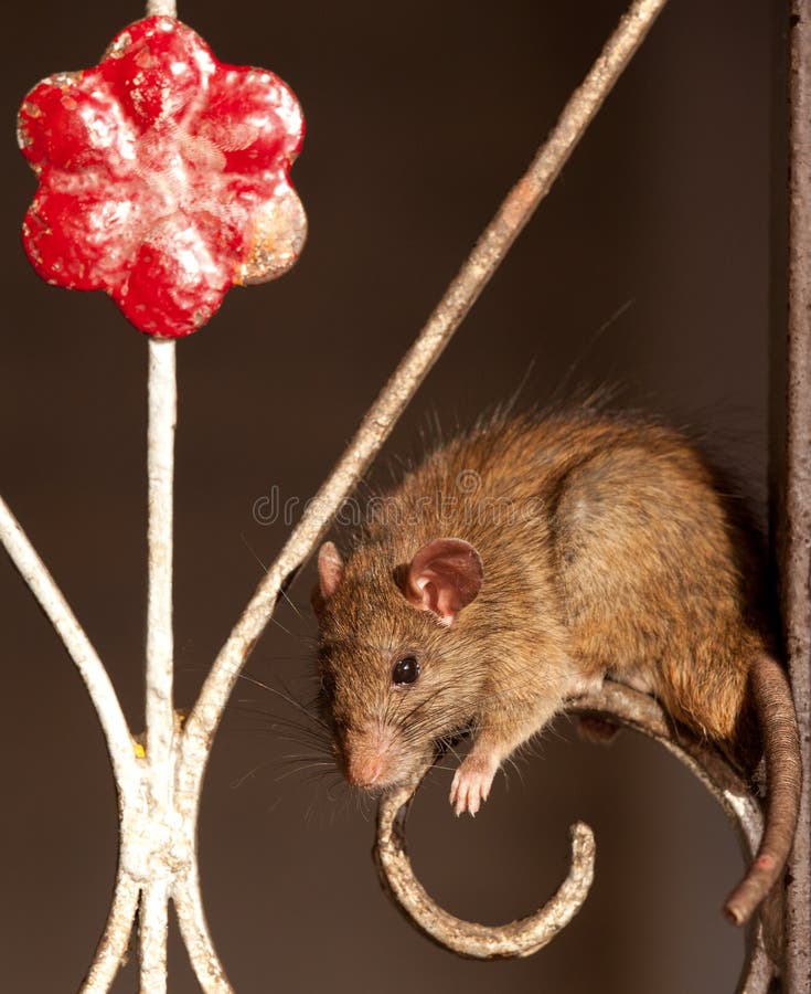 Rat temple in Deshnoke stock photo. Image of india, mouse - 18516364