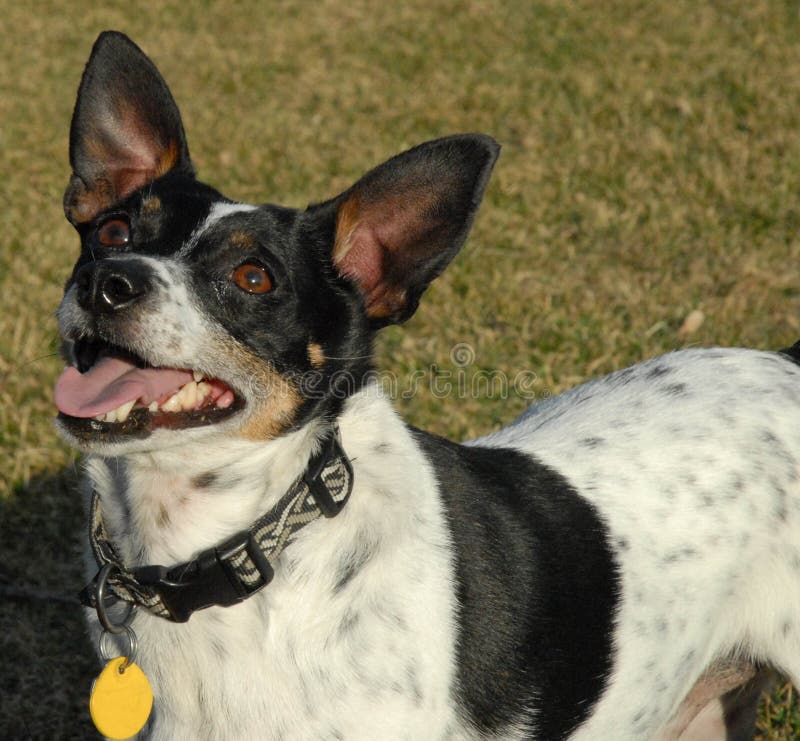 Portrait of Tri-color Rat Terrier Stock Photo - Image of graying, pals ...
