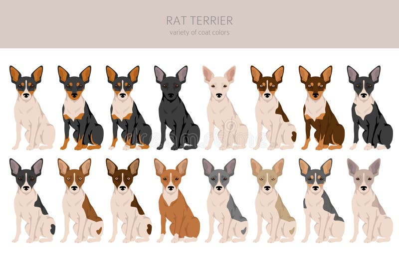 Rat Terrier Clipart. Different Poses, Coat Colors Set Stock Vector ...