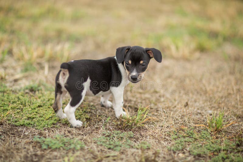 Portrait of Tri-color Rat Terrier Stock Photo - Image of graying, pals ...