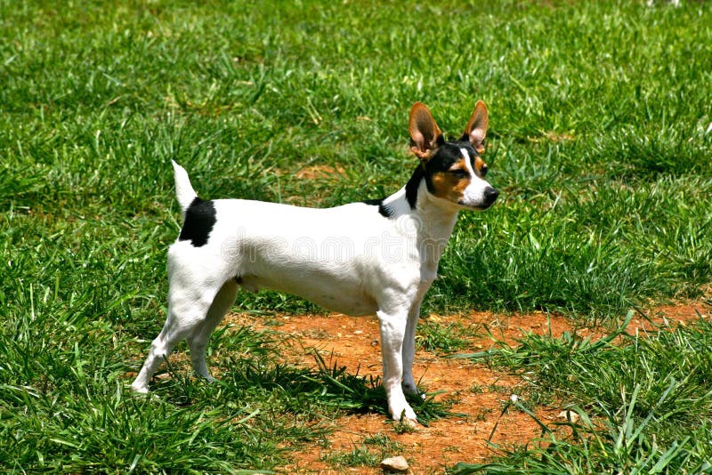 Rat Terrier stock image. Image of terrier, purebred, looking - 65518263