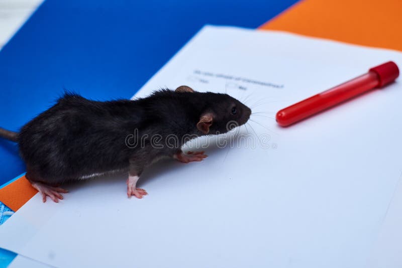 Rat and Test Tube with Blood Stock Image - Image of drug, experiment ...