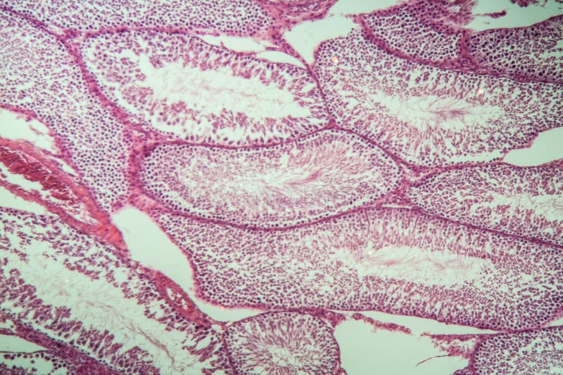 Rat Testicles with Sperm Tissue in Cross Section Stock Image - Image of ...