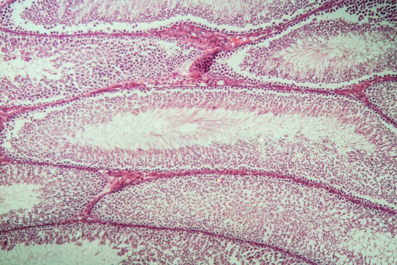 Rat Testicles with Sperm Tissue in Cross Section Stock Photo - Image of ...