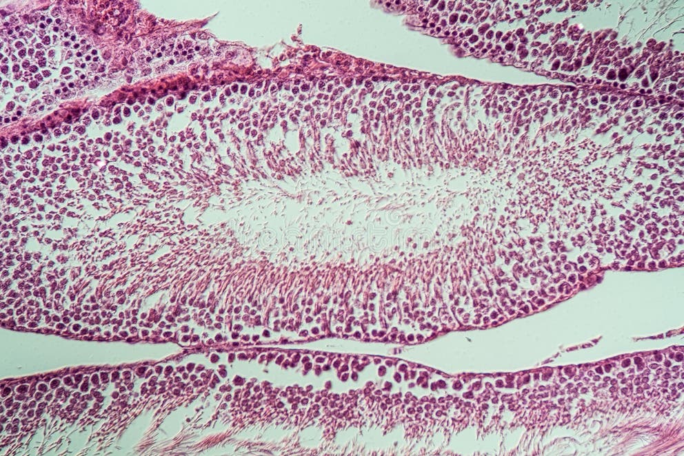 Rat Testicles with Sperm Tissue in Cross Section Stock Photo - Image of ...