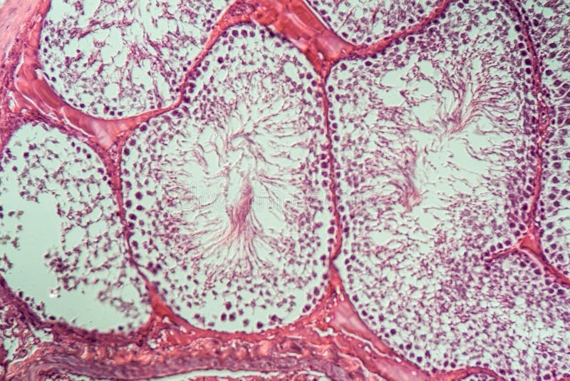 Rat Testicles with Sperm Tissue in Cross Section Stock Image - Image of ...