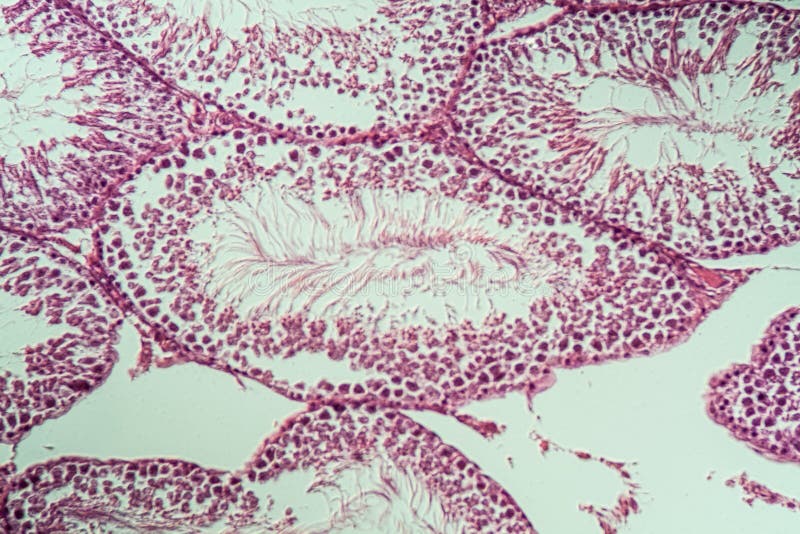 Rat Testicles with Sperm Tissue in Cross Section Stock Image - Image of ...