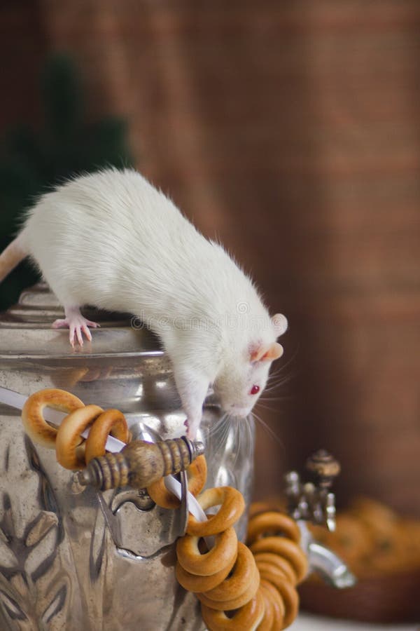 Rat and Traditional Russian Stock Photo - Image of rodent, funny: 180192216
