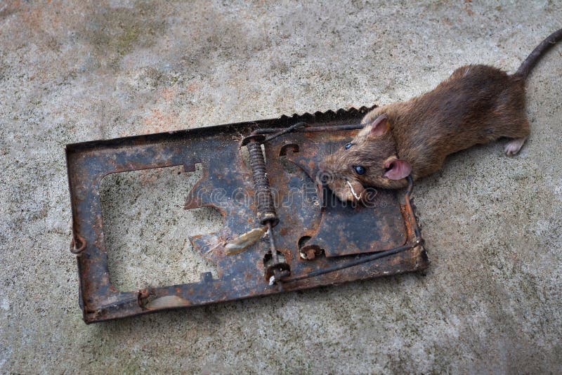 A rat trap killer stock photo. Image of warning, mammal - 125203438