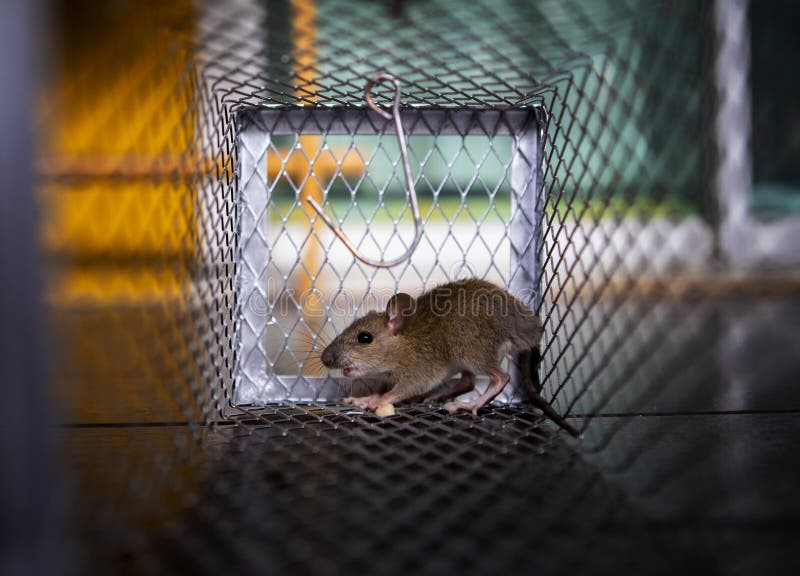 Rat Traped in Metal Net Mousetrap Stock Photo - Image of disturb ...