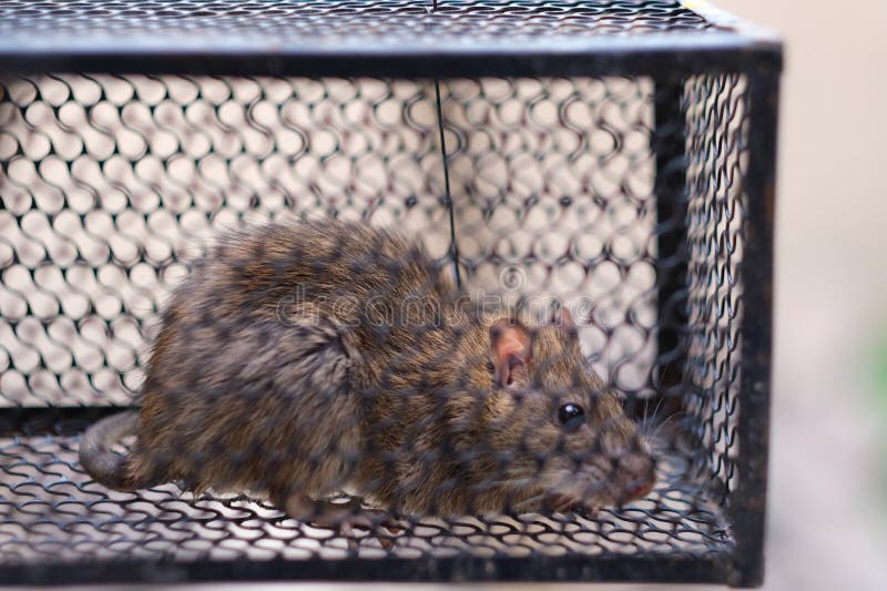 Rat trapped in the cage stock photo. Image of infestation - 272044334
