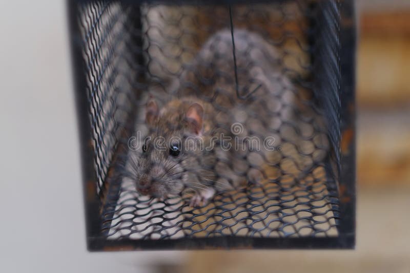 Rat trapped in the cage stock image. Image of capture - 272044233