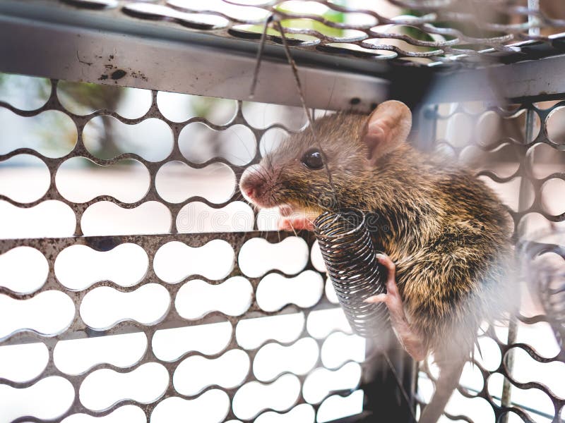 Rat trapped in a cage. stock image. Image of capture - 92047827