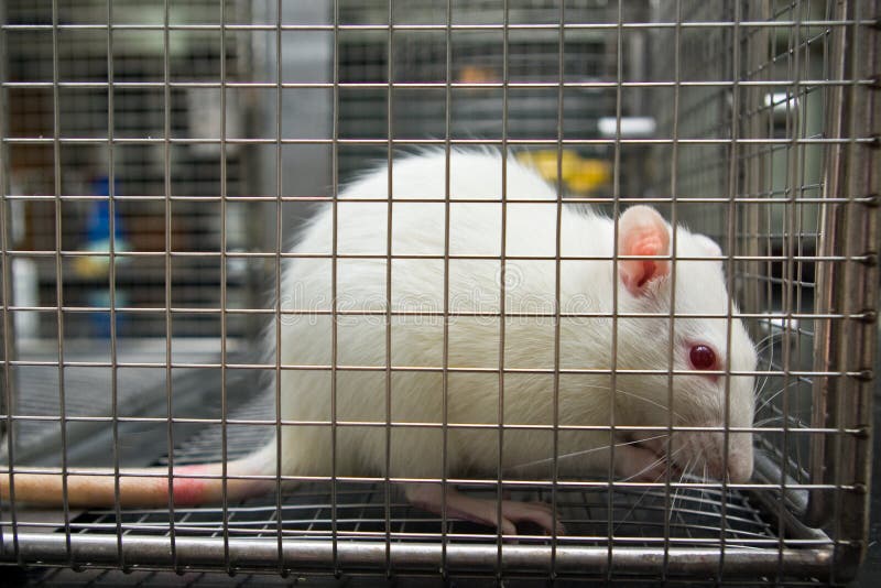 Rat Trapped in a Metal Cage Stock Photo - Image of body, closeup: 12892036