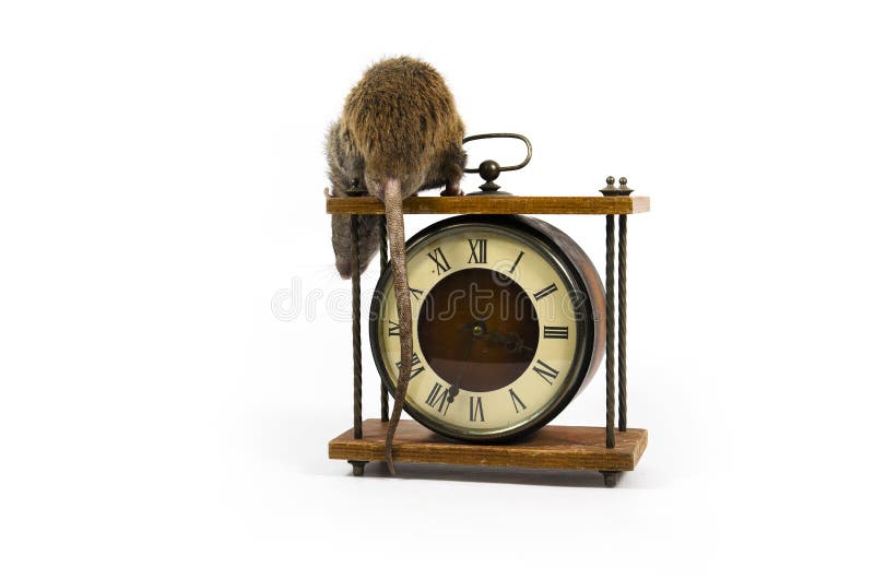 Rat and alarm clock. stock image. Image of whisker, rodent - 60476161