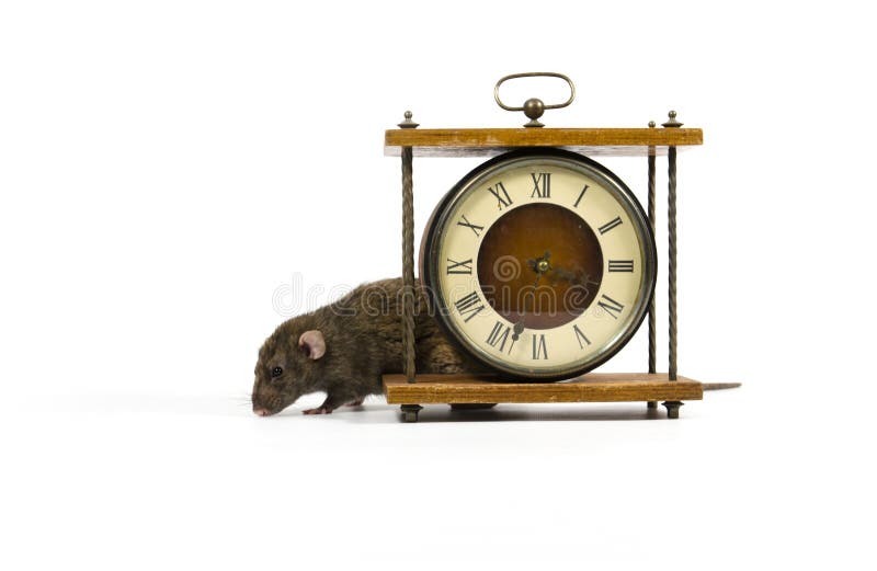 Rat and alarm clock. stock image. Image of whisker, rodent - 60476161