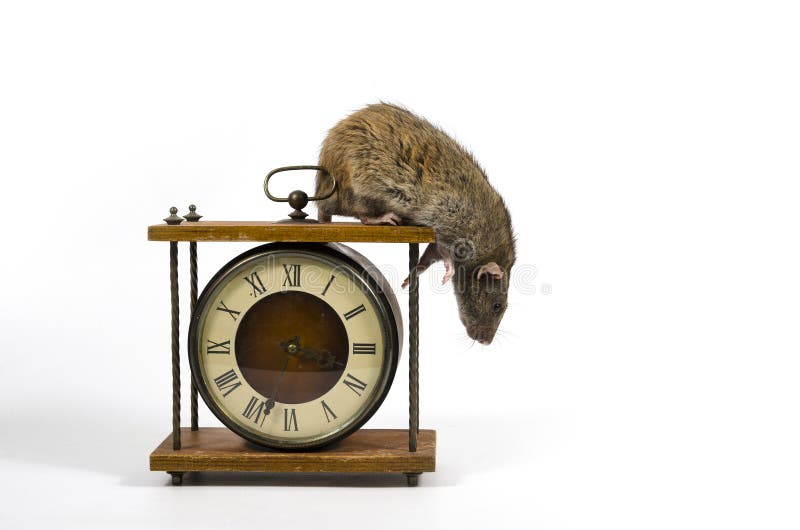 Rat and alarm clock. stock image. Image of whisker, rodent - 60476161