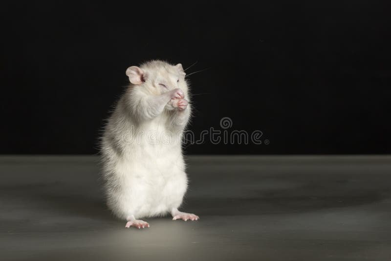 Rat washes stock photo. Image of isolated, black, tail - 12581916