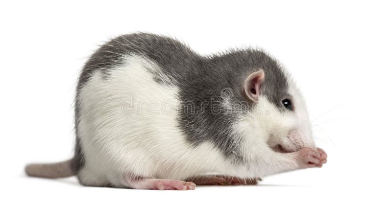 Rat Washing Itself, Isolated Stock Image - Image of studio, profile ...