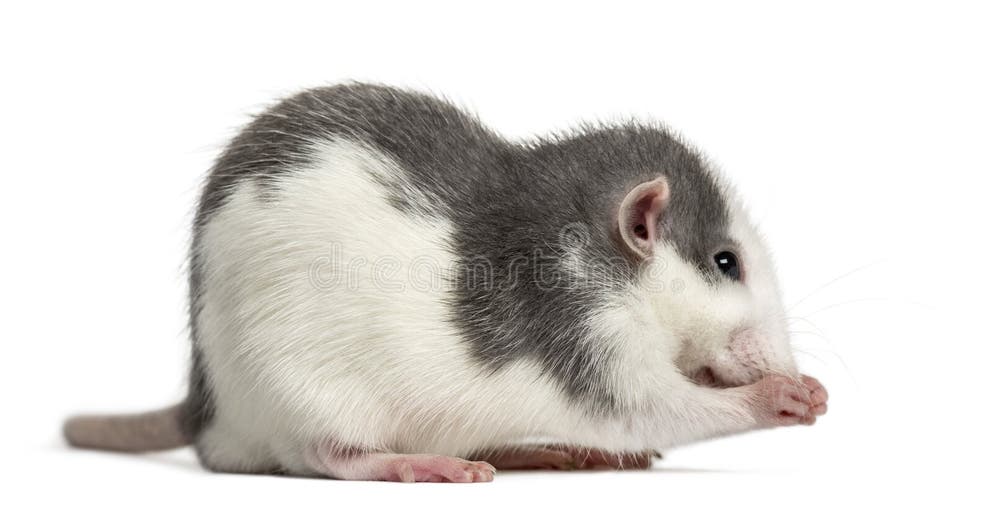 Rat Washing Itself, Isolated Stock Image - Image of studio, profile ...