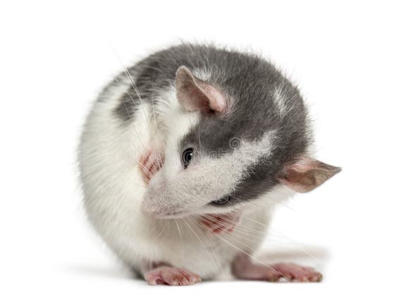 Rat Washing Itself, Isolated Stock Image - Image of wash, animal: 176177653
