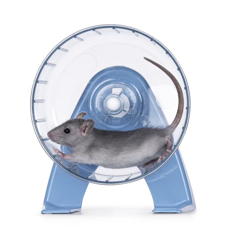 Rat is Wheel on White Background Stock Image - Image of exercise ...