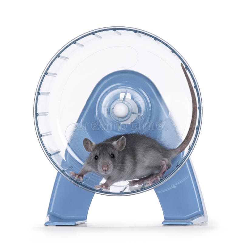 Rat is Wheel on White Background Stock Image - Image of sweet ...