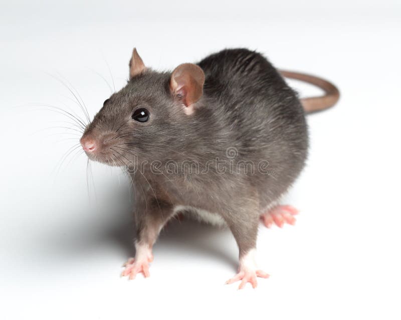 White rat stock photo. Image of biology, experiment, background - 33038746