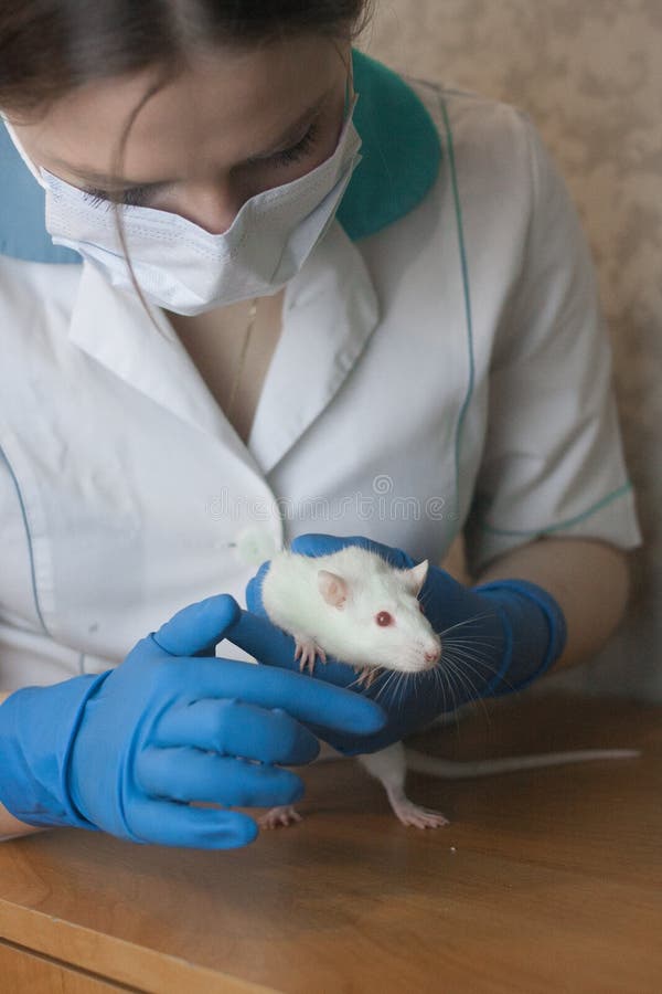 The Rat is White in the Arms of the Laboratory Assistant in a White ...