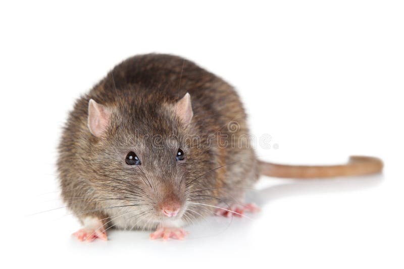 Rat on white background stock photo. Image of lovely - 21325716