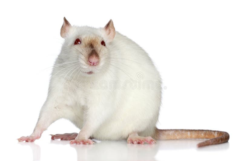 Siamese Twin Rats stock photo. Image of siamese, furry - 17636716