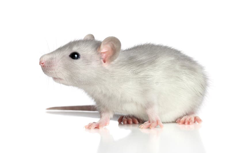 Rat on a white background stock photo. Image of macro - 28584686