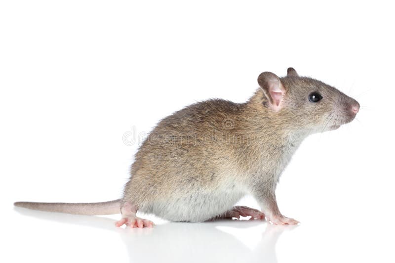 Rat on a white background stock photo. Image of macro - 28584686