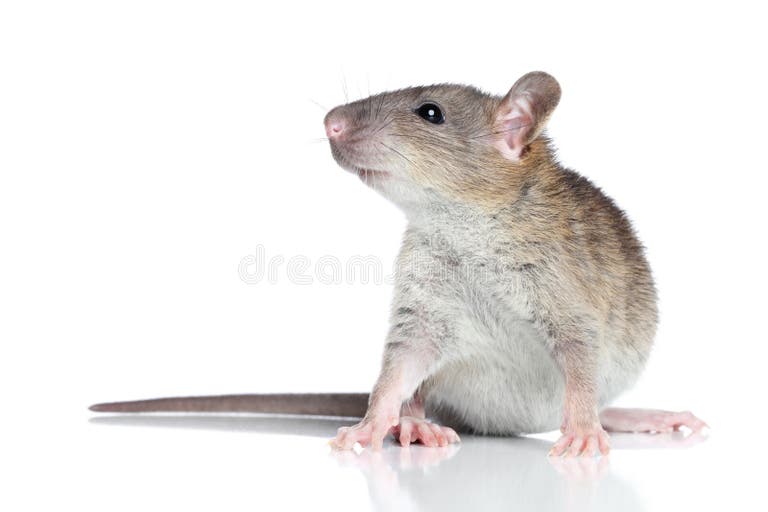 26,064 Rat White Background Stock Photos - Free & Royalty-Free Stock ...