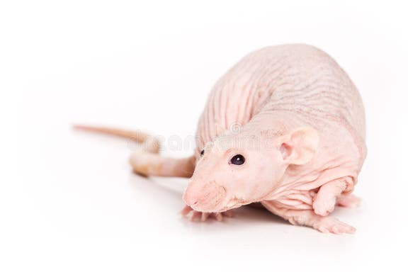 544 Ugly Rat Stock Photos - Free & Royalty-Free Stock Photos from ...