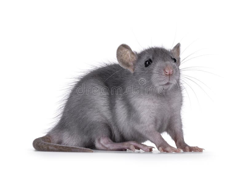 Rat on white background stock image. Image of single - 314065247